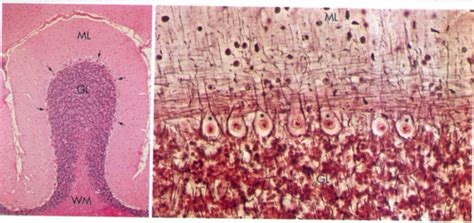 Histology Lab Quiz One Flashcards Quizlet