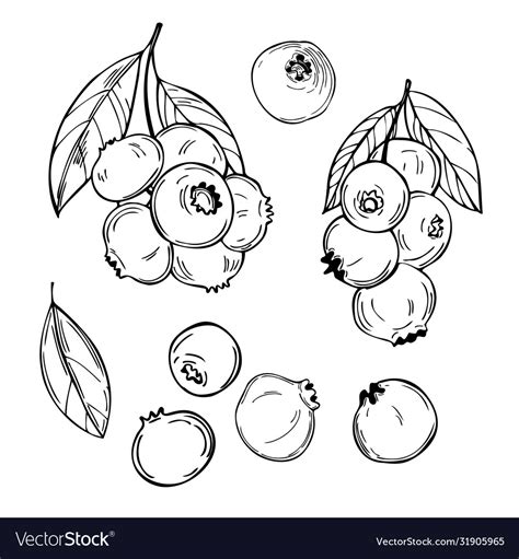 Blueberry Sketch