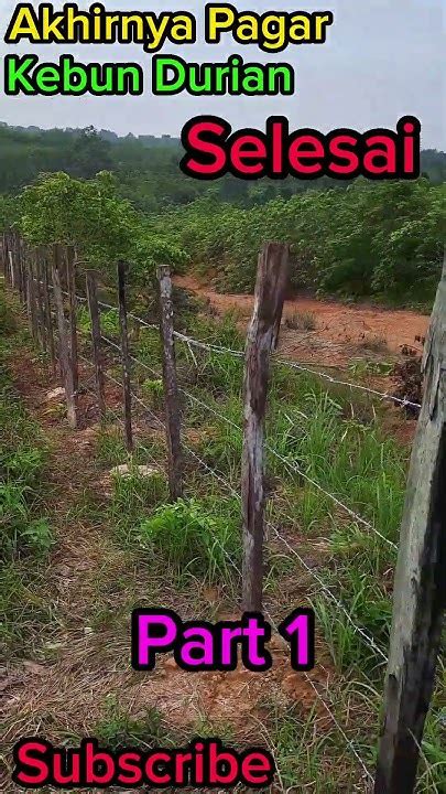 Pagar Kebun Durian Selasai,hama babi menjauh????#shorts #short # ...