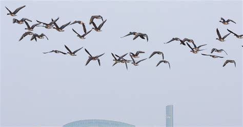 사실상 ‘0대인 조류탐지 레이더국내 모든 공항에 도입