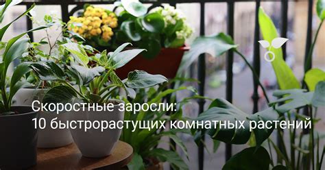 Скоростные заросли 10 быстрорастущих комнатных растений Фото — Ботаничка