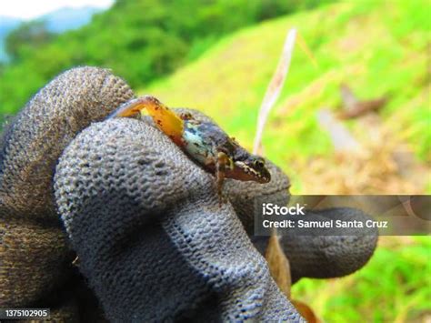 곤충 애벌레 벌레 0명에 대한 스톡 사진 및 기타 이미지 0명 거미 곤충 Istock