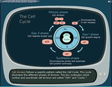 Control Of The Cell Cycle Preparing To Play Brainpop Educators