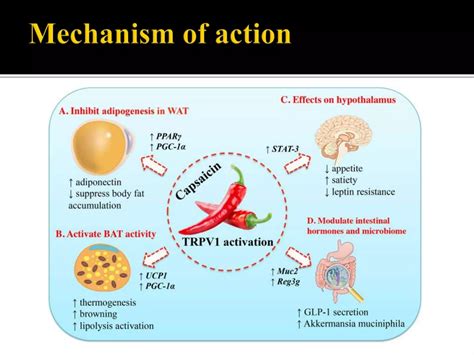 Benefits Of Chilli Pptx