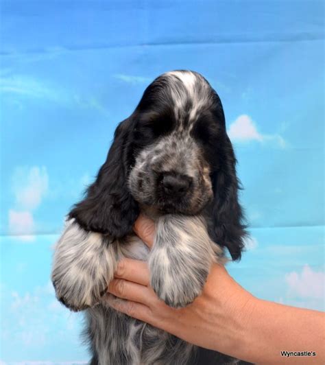English Cocker Spaniel Puppies For Sale Artofit