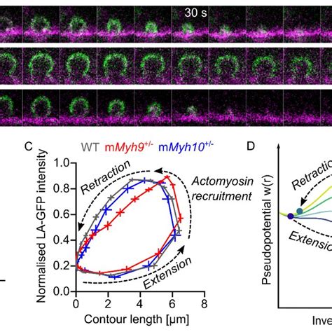Inverse Blebs Retract With Actomyosin Contractility A Still Images