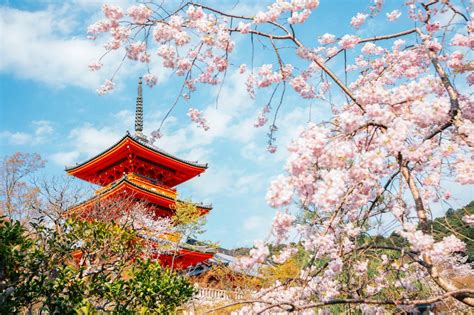 Best Places To See Cherry Blossoms Sakura In Kyoto 2026 Rakuten Travel