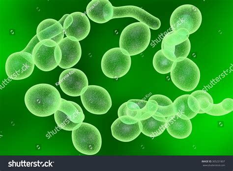 Digital Illustration Of Fungi Candida Albicans Which Cause Candidiasis