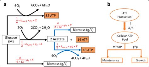 Workflow Of Kinetic Model Development A Black Arrows Correspond To Download Scientific Diagram