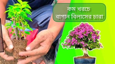 বাগান বিলাস কাটিং থেকে চারা Repot কম খরচে কিভাবে মাটি তৈরী করবেন