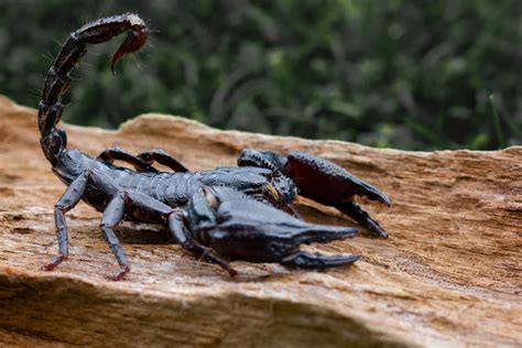 What Do Emperor Scorpions Eat Diet And Care Guide