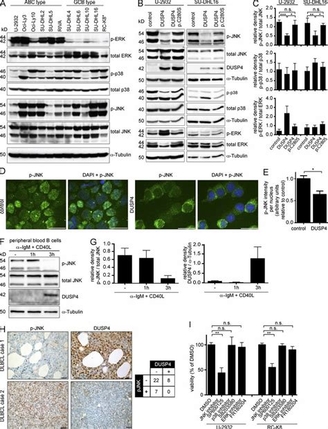 Jnk Is The Preferred And Biologically Relevant Map Kinase Target Of