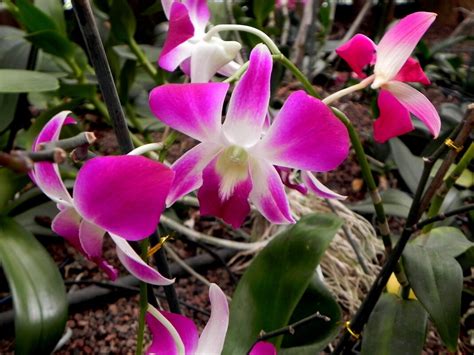 В парке орхидей Светлана Хращевская Социальная сеть ФотоКто