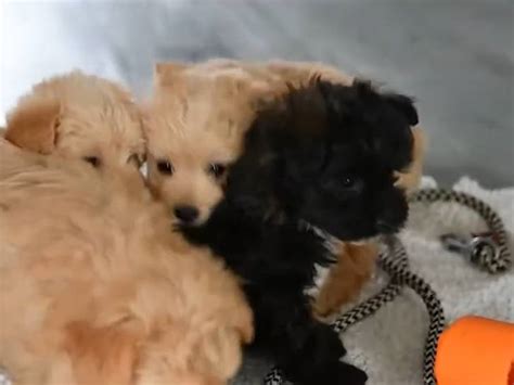 Dadorables Pomapoos Découvrent Leur Environement Vidéo