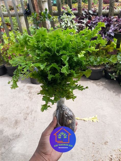 COD Tanaman Hias Suplir Daun Jumbo Keriting Kribo Langka Gantung