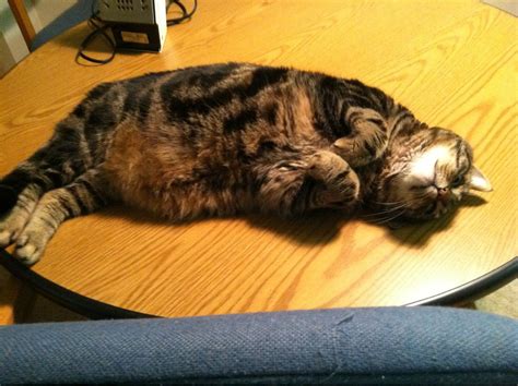 Rub My Belly Raww