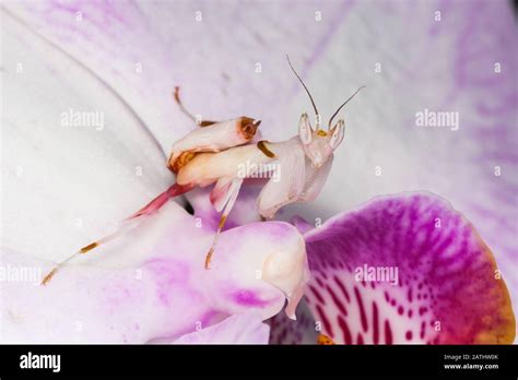 Orchid Mantis Nymph