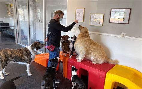 Happy Paws A Fun Place For Dogs To Learn
