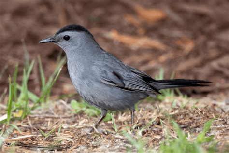 Small Birds In North Carolina Global Birding Initiative