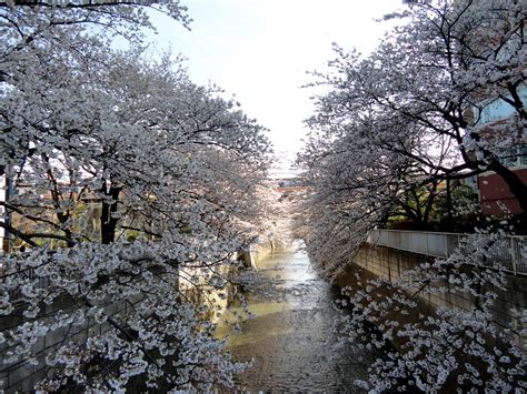 Cherry Blossoms River Train Nakano Tokyo Oc Rjapanpics