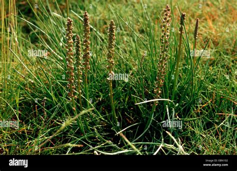 Sea Arrowgrass Common Bog Arrow Grass Seaside Arrowgrass Triglochin