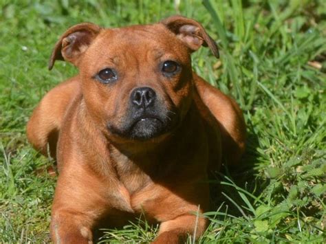 À vendre chiot femelle Staffie LOF fauve de juin 2023 Petite Annonce chien