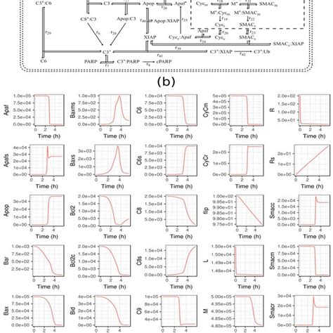 Signal Transduction Pathway And Model Simulation Of Trail Induced Download Scientific Diagram