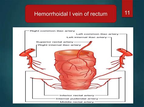 Rectal Drug Delivery Systems Pptx