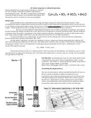 Copy Of AP Bio Lab Cell Respiration Modified Lab Informal Pdf AP Lab Investigation