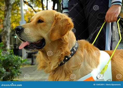 Assistant Dog Face 2 Stock Image Image Of Perfect Assistant 1545309
