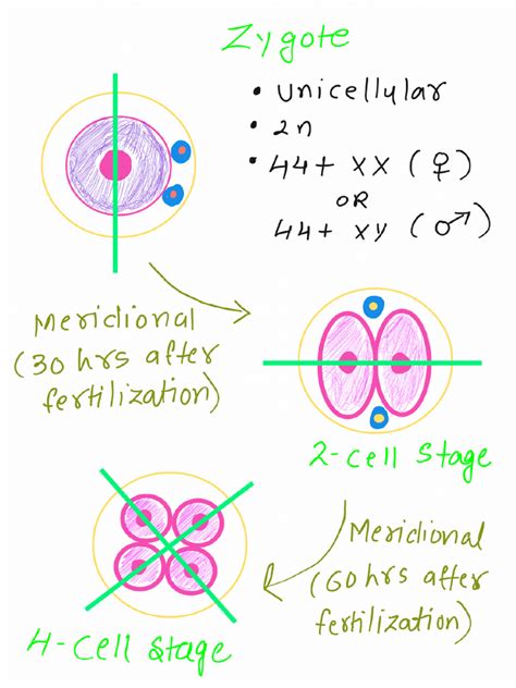Embryonic Development Pdf