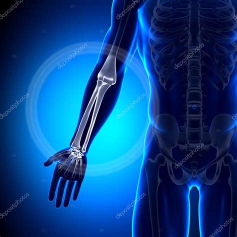 Ulna Definition Location Anatomy Functions Diagram