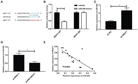 Lncrna Neat1 Regulates Mir 205 3p Expression A Bioinformatics