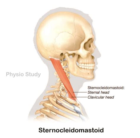 Scalenes And Sternocleidomastoid