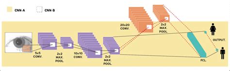 representation of the main stages from cnn a and cnn b for