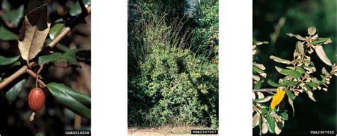 Elaeagnus Pungens Thorny Olive Nc Invasive Plant Council