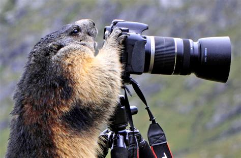 Любопытные животные и фотоаппарат