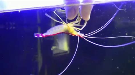 Saltwater Shrimp