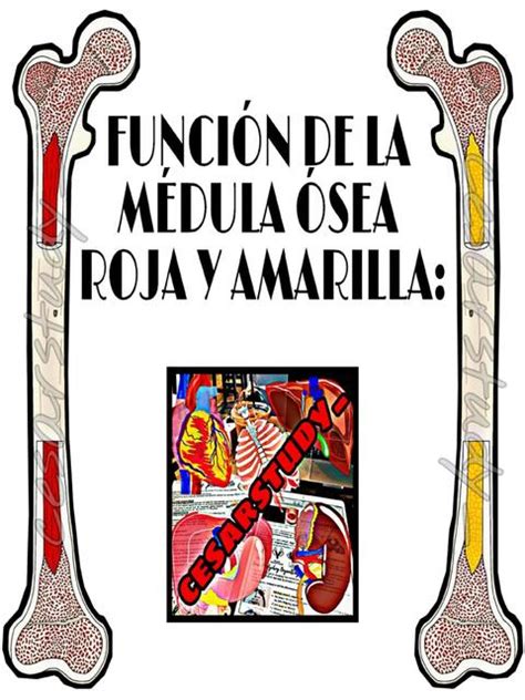 Función de la médula ósea roja y amarilla uDocz