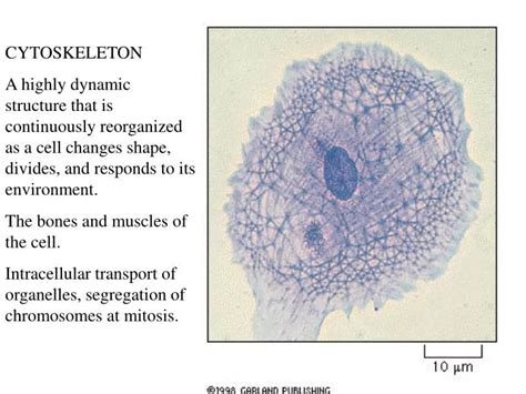 Ppt Cytoskeleton Powerpoint Presentation Free Download Id6530873
