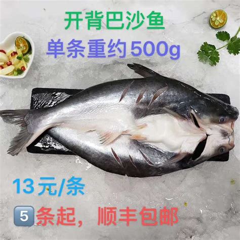 大量收购叉尾鱼又叫叉尾鮰的淡水鱼斑点叉尾鮰价格中国水产养殖网