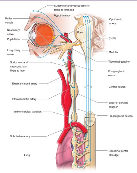 Emergency Medicine Educationanisocoria In The Ed
