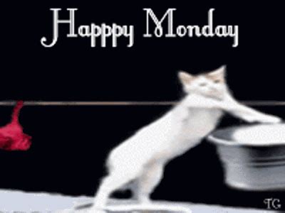 Funny Cat  Happy Monday Cat Humor