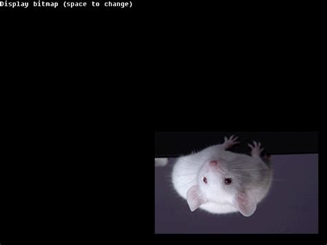 Allegro Examples Bitmap