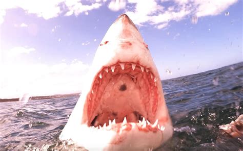 Mossel Bay Great White Shark Update 23072023 White Shark Ocean