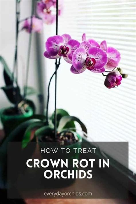 How To Treat Crown Rot In Orchids Everyday Orchids