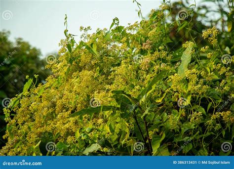 A Dense Cluster Of Swarms Of Bees In The Nest Working Bees Drones And