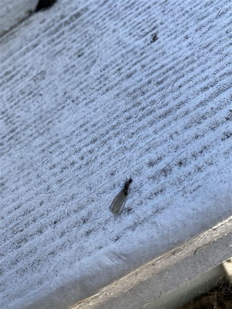 Termite Swarm Rwhatisthisbug