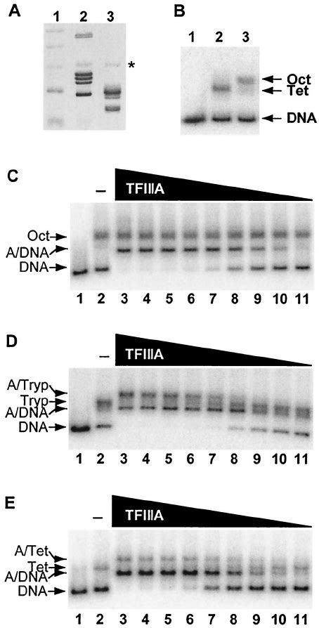 Histones H2a H2b And The Core Histone Tail Domains Inhibit The