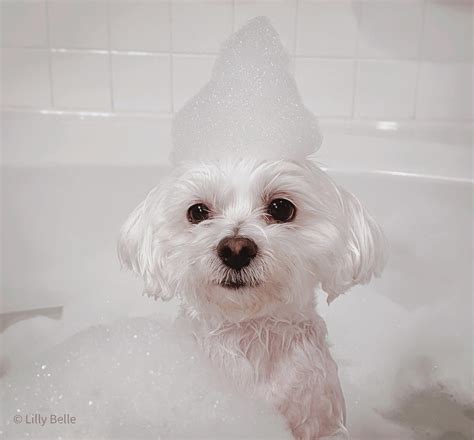 Relax Take A Bubble Bath 🛁 Scrolller